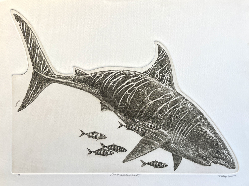 Great White Shark Stencil GREAT WHITE SHARK Fine Art Sketch Drawing