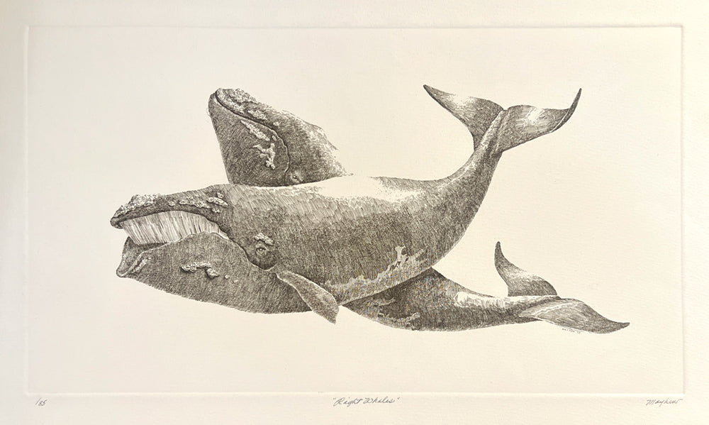 Right Whale Drawing North Atlantic Right Whale Stock Illustrations